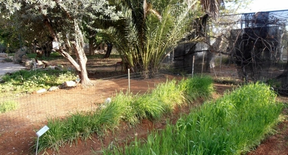 גן שבעת מינים וארבעת המינים | הגן הבוטני, גן יהודה נפתלי | אוניברסיטת ...